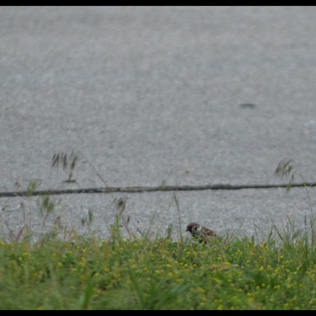 Eurasian Tree Sparrow Detection 2 Object Detection Dataset By Eurasian