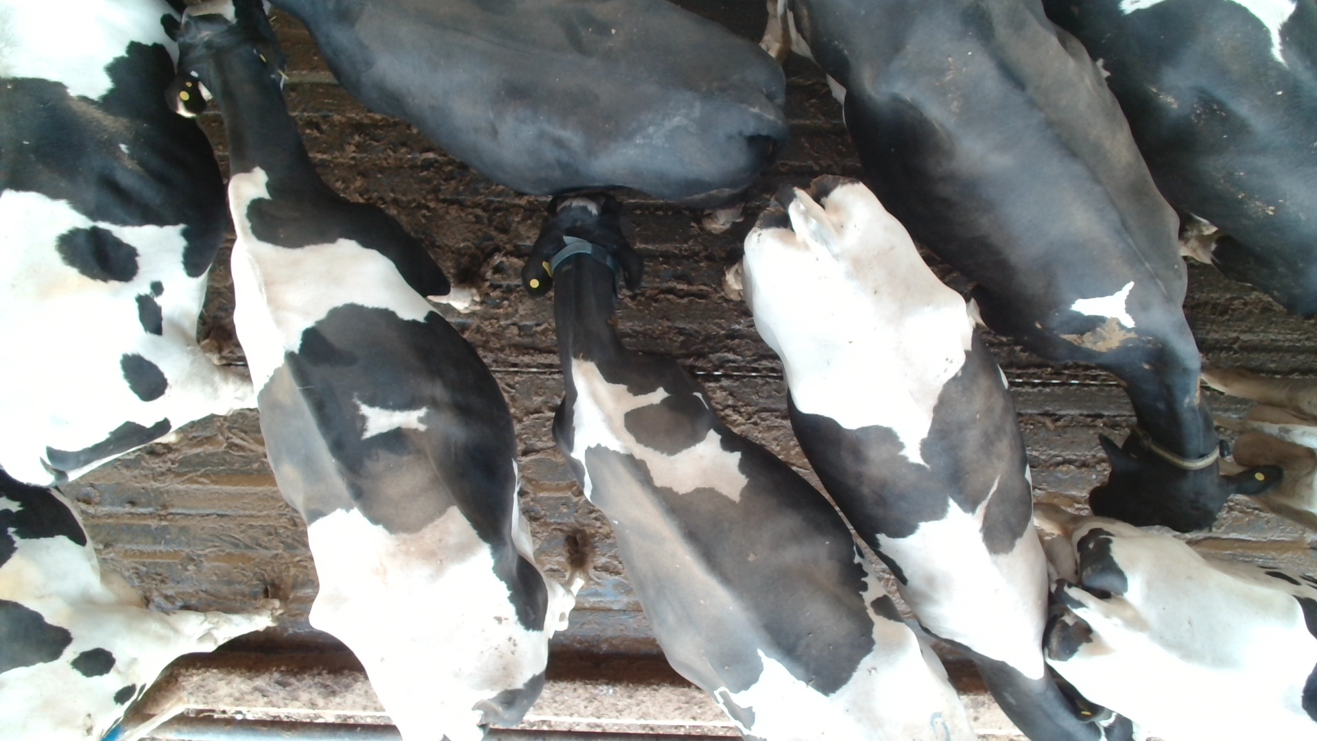 Perdo - Roboflow Universe