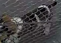 Behaviour Classification Classification Model by SarehNervex