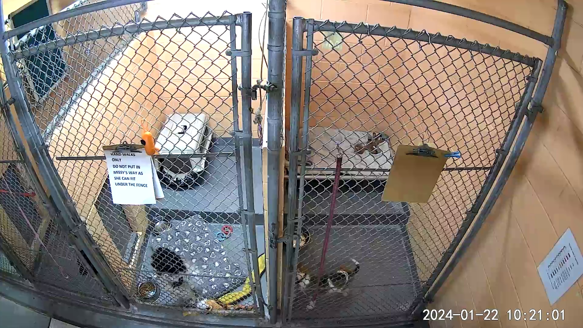 Dog Detection Object Detection Dataset and Pre-Trained Model by SarehNervex