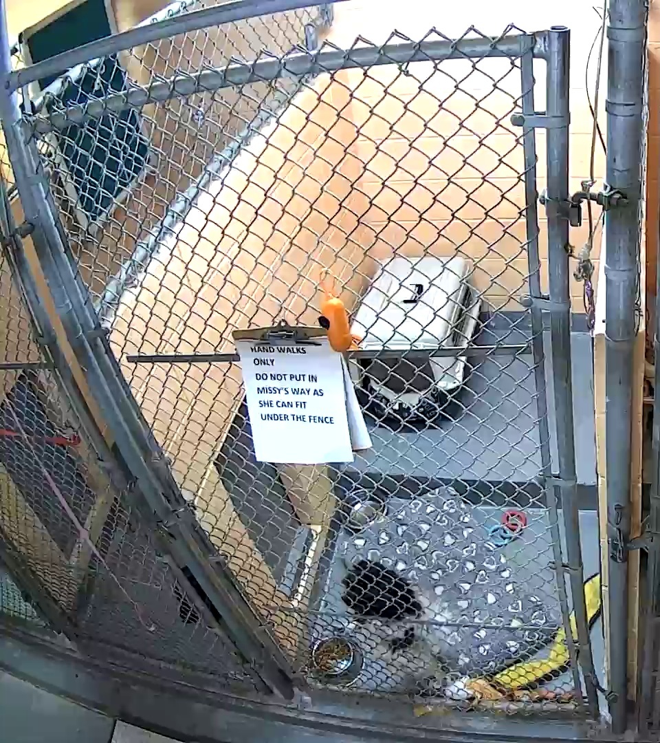 Single_Dog_Detection Object Detection Model by SarehNervex