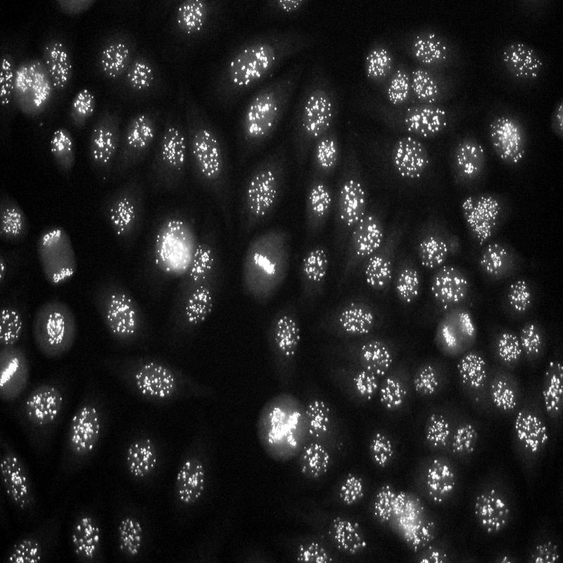 ssm3 Object Detection Dataset by SRTM