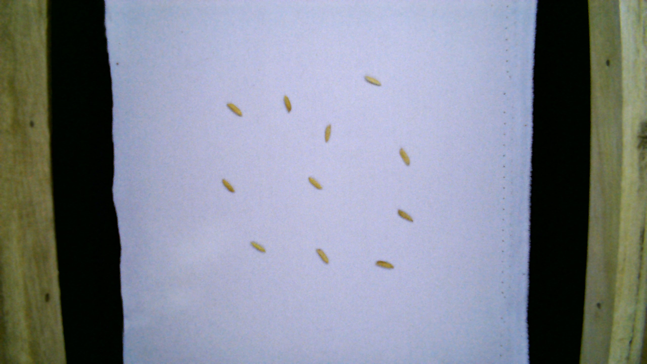 palay Instance Segmentation Dataset and Pre-Trained Model by THESIS RICE VARITIES