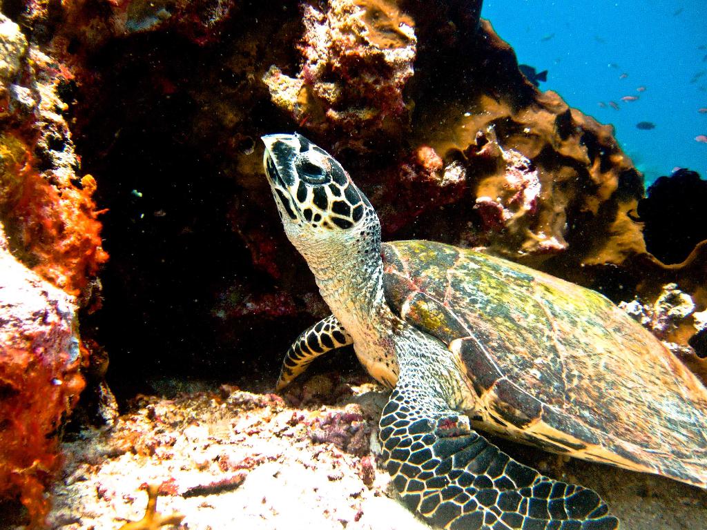 Sea turtle Object Detection Dataset (v2, 2022-12-15 6:18pm) by Animal