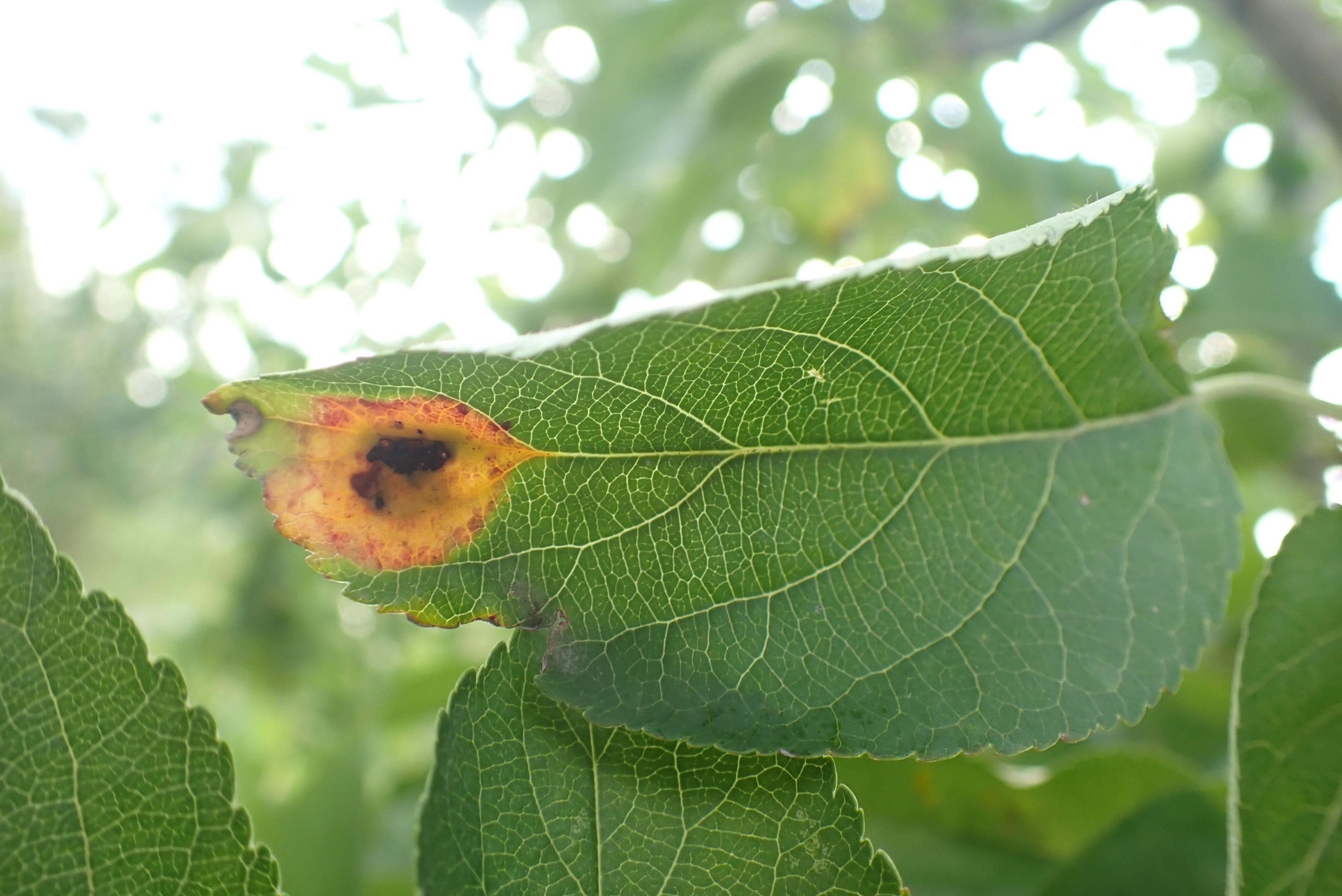 Uno (uno-kc01u) - Roboflow Universe