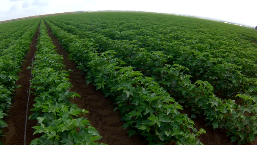 crop_recognition Classification Dataset (v3, crop_recognition_v3) by ...