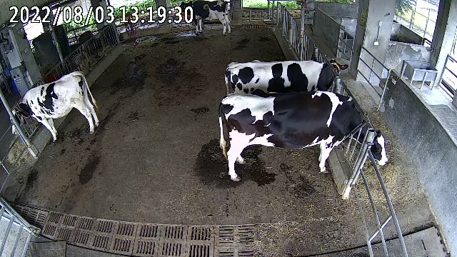 Cow Test Dataset2 Object Detection Dataset By National Chung Hsing University