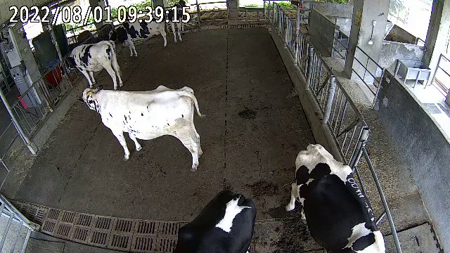 Cow Test Dataset Object Detection Dataset By National Chung Hsing