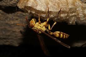 Wasps nest 2.0 Object Detection Model by Eliseev