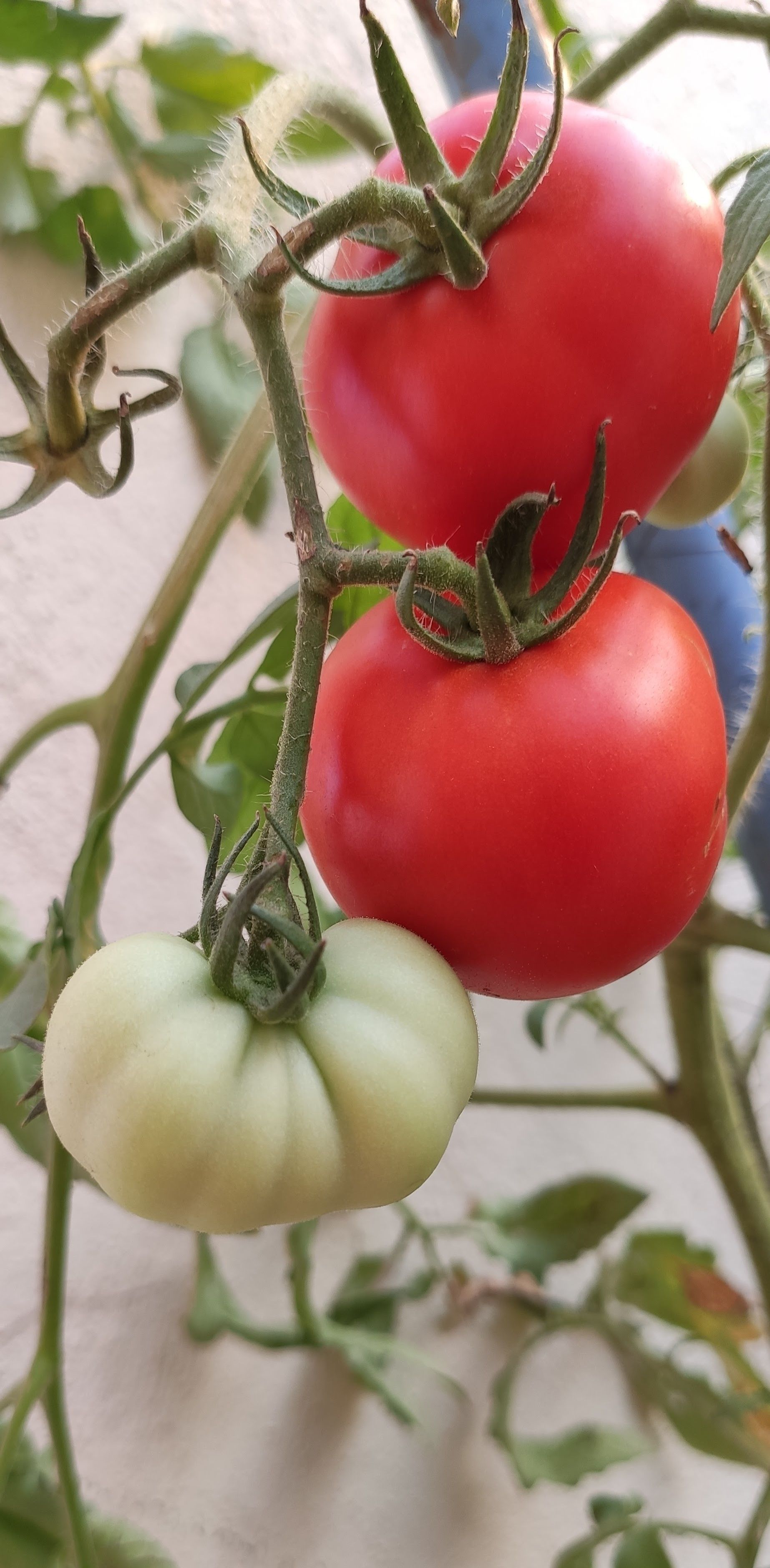 番茄图片 Instance Segmentation Dataset by project-pmmtg