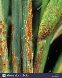 Black Rust Instance Segmentation Dataset by project-pmmtg