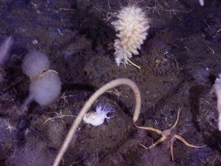 snt Object Detection Dataset and Pre-Trained Model by Furkanin Alani