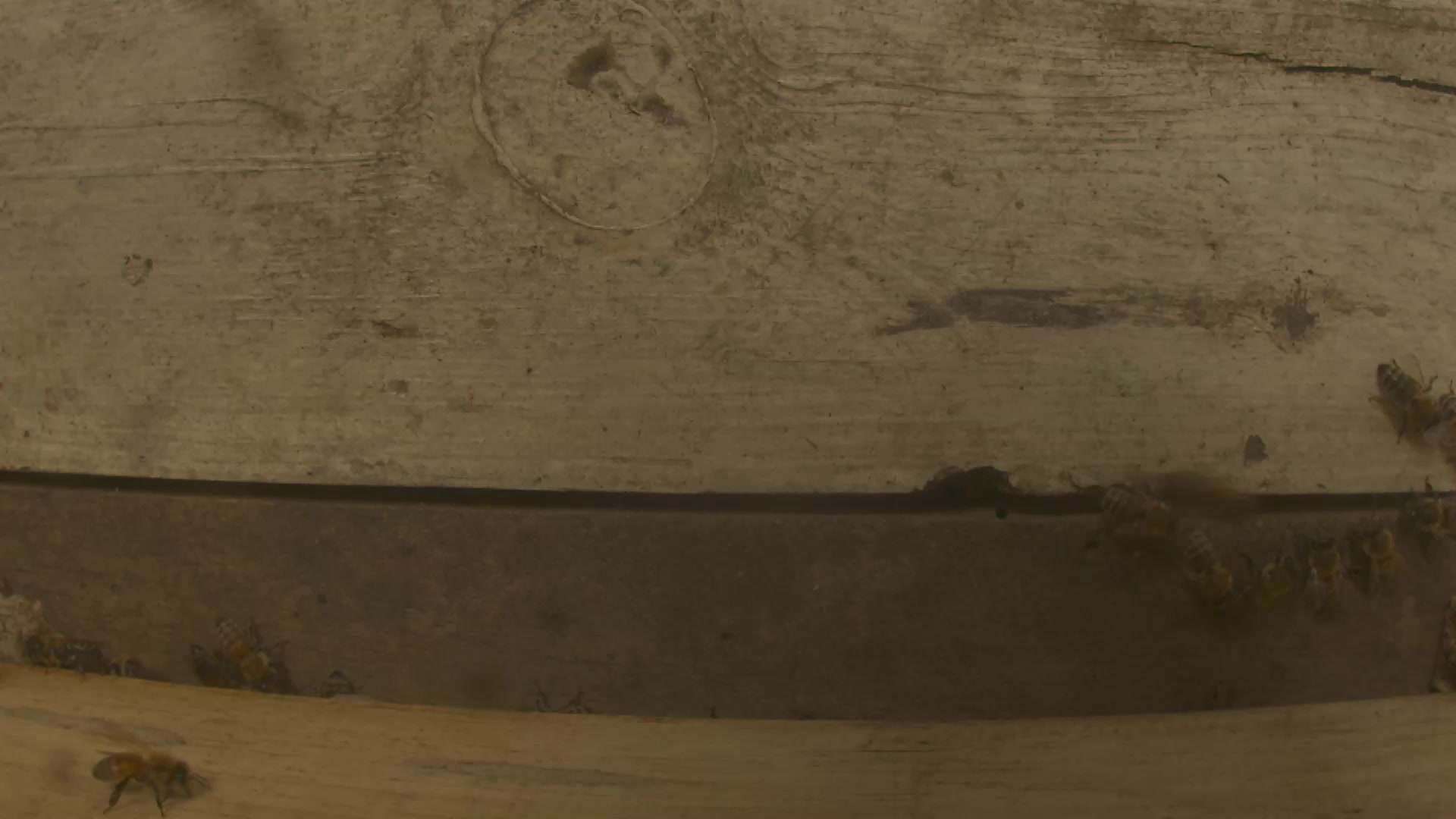 pollenbee-train Object Detection Dataset by TheAnh