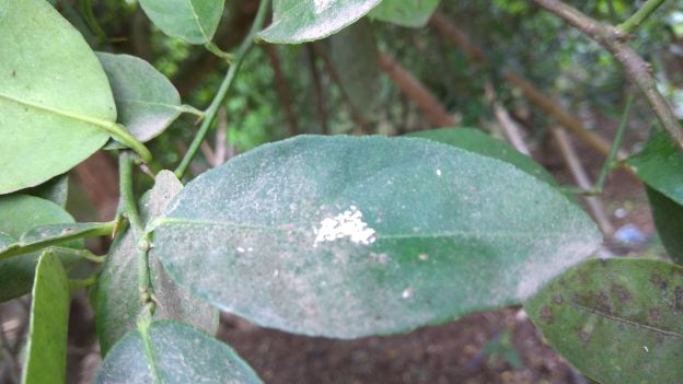 lemon plant leave disease Object Detection Dataset by universiti putra malaysia