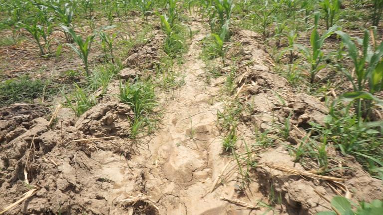 Weed Detection Object Detection Dataset And Pre Trained Model By Agribot