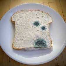 mold bread Object Detection Model (v1, 2024-12-13 8:02am) by Mold Bread