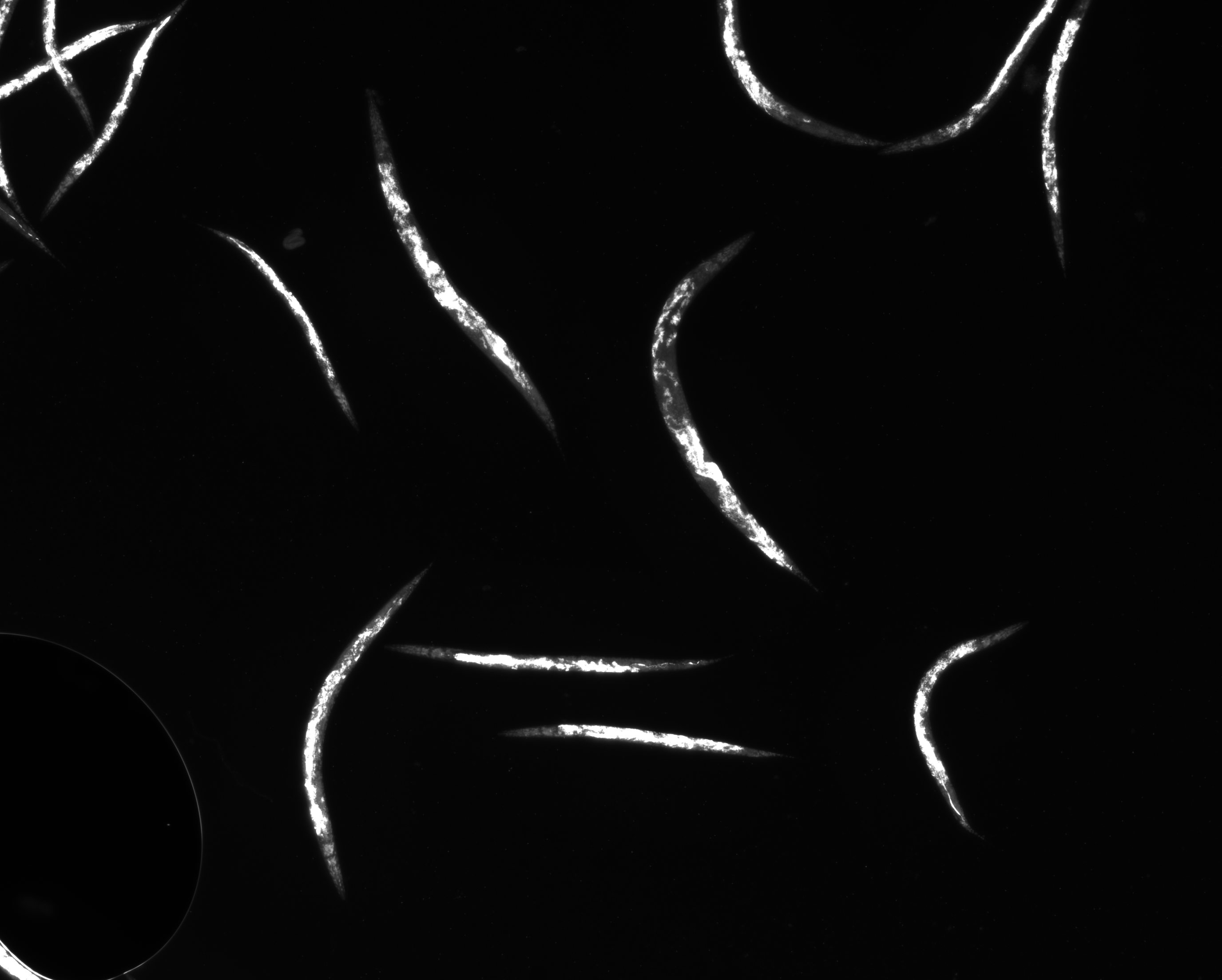 WormID Object Detection Dataset by Worms