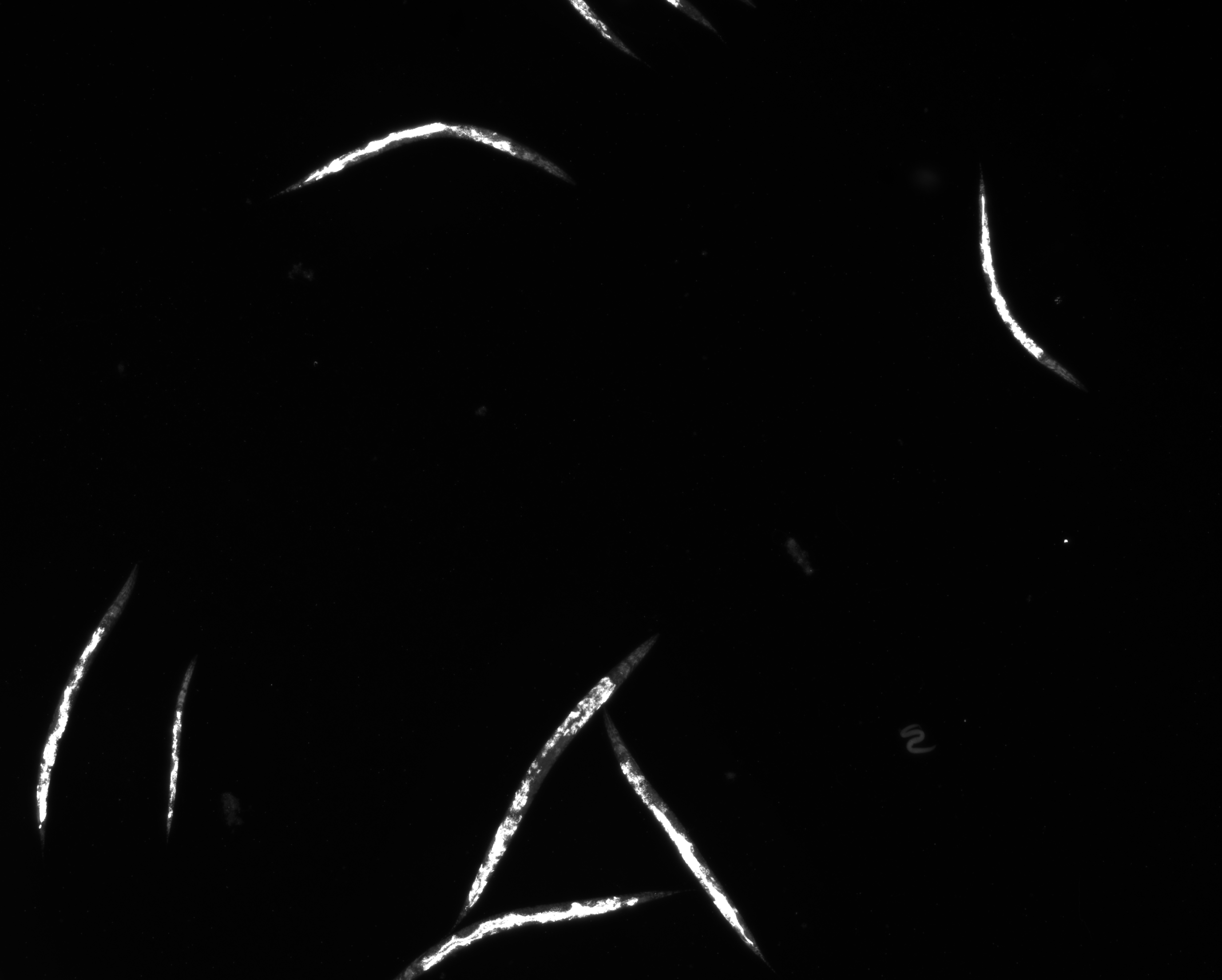 Wormid Validation Object Detection Dataset By Worms 9254