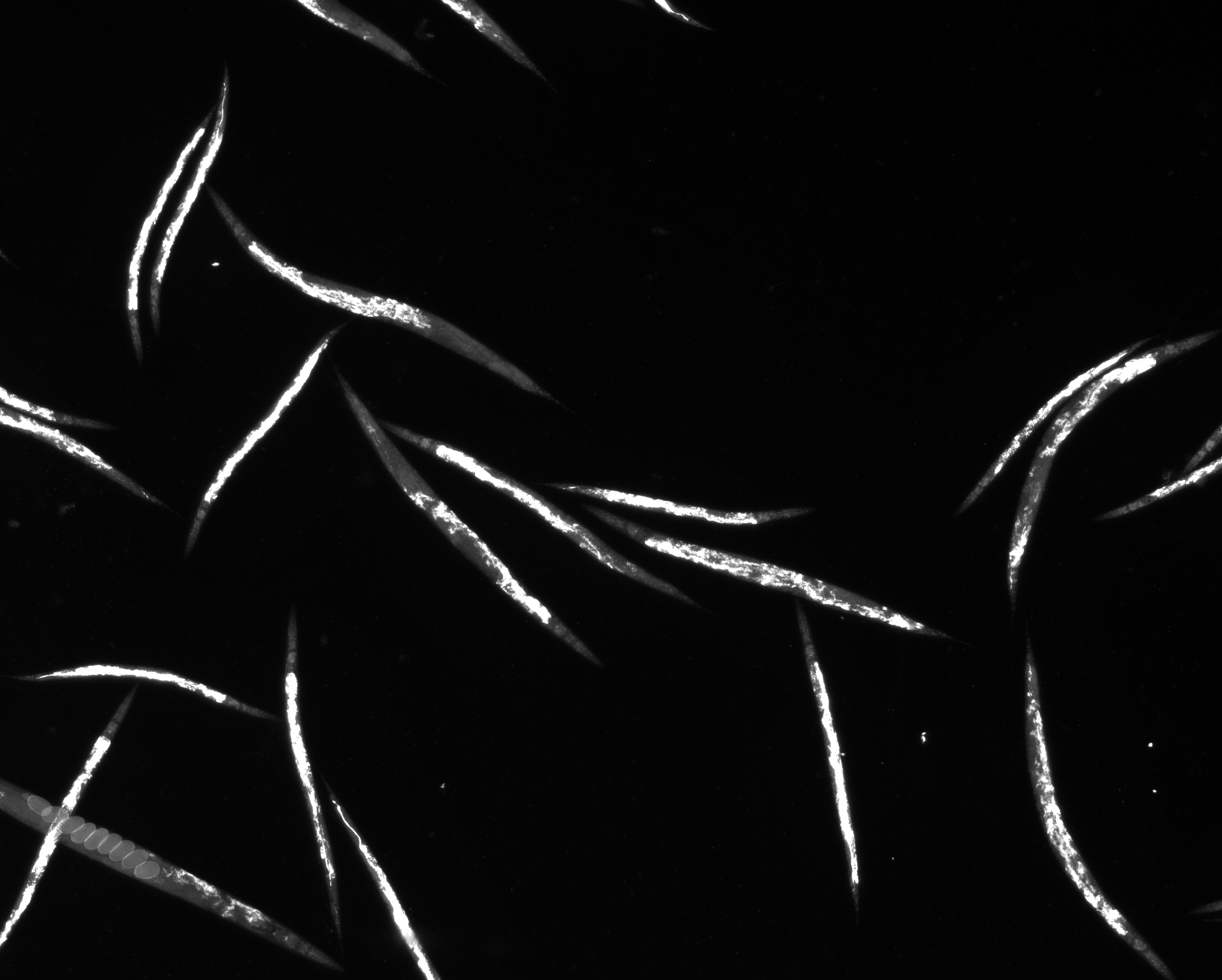 test + val worm Object Detection Dataset by Worms