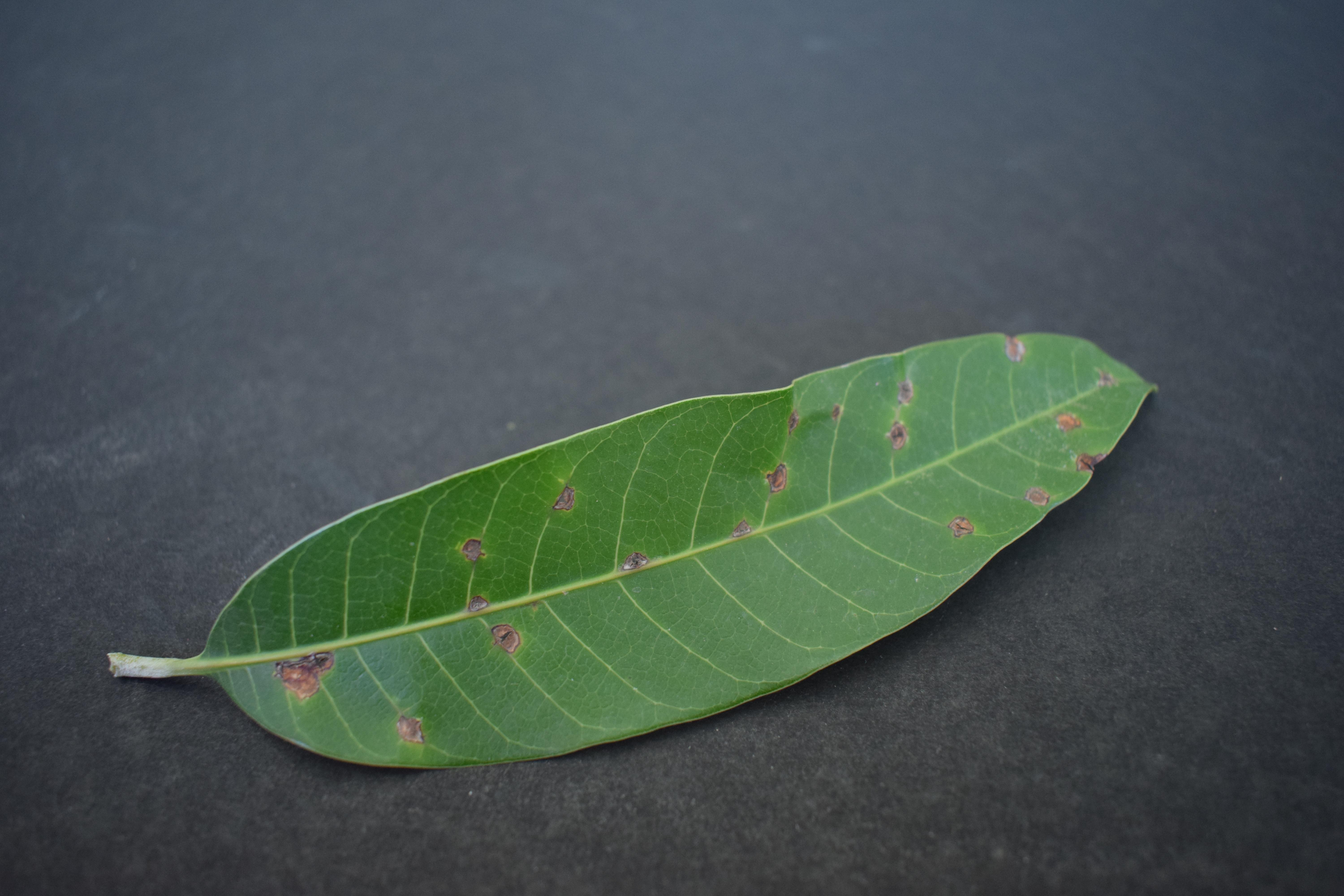 Sarah (sarah-grpxn) - Roboflow Universe