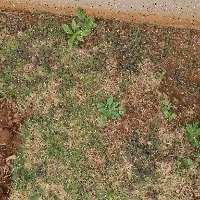 Weed locator - Roboflow Universe