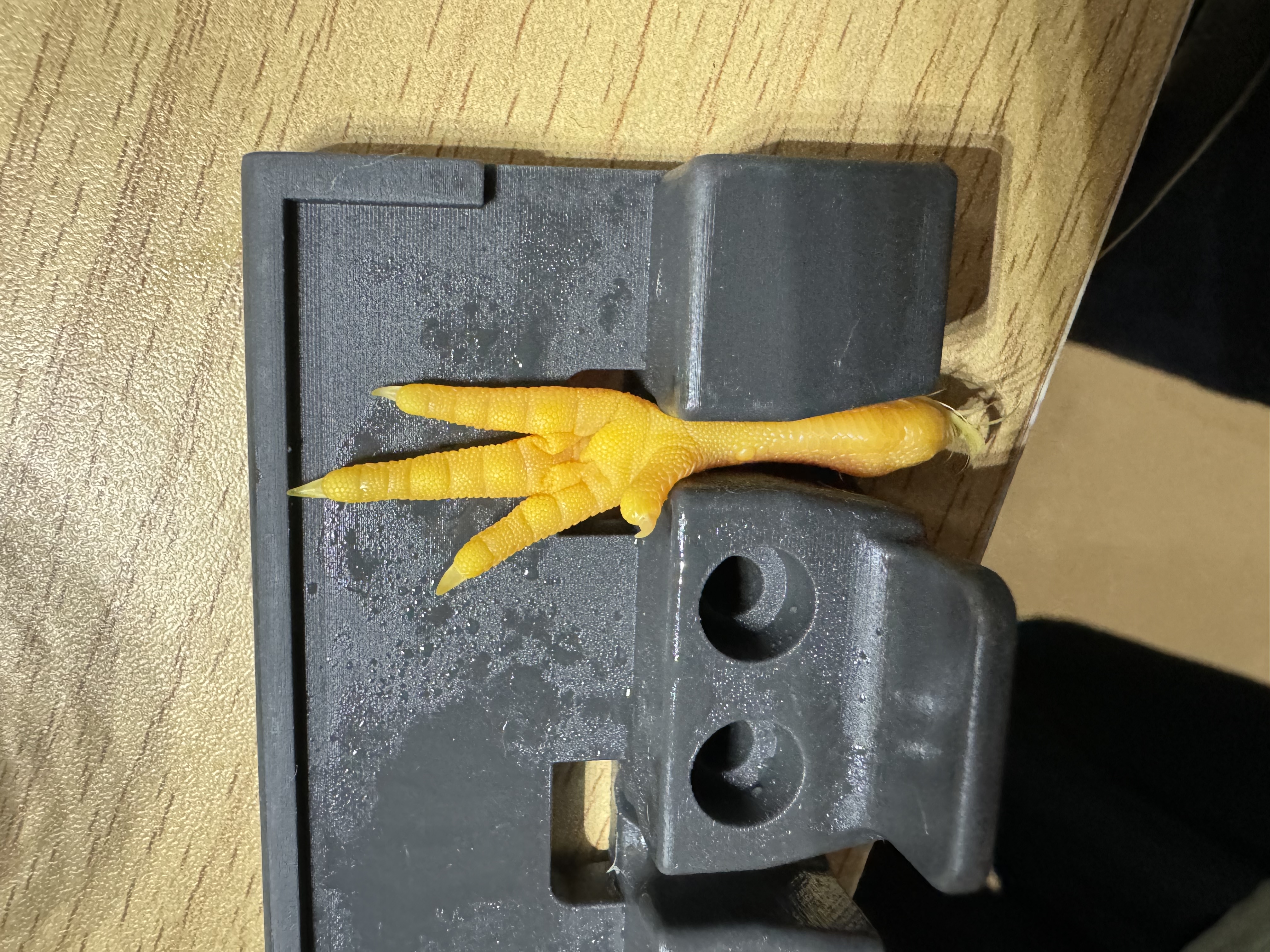 chicken feet obb Object Detection Dataset by Rachels workspace