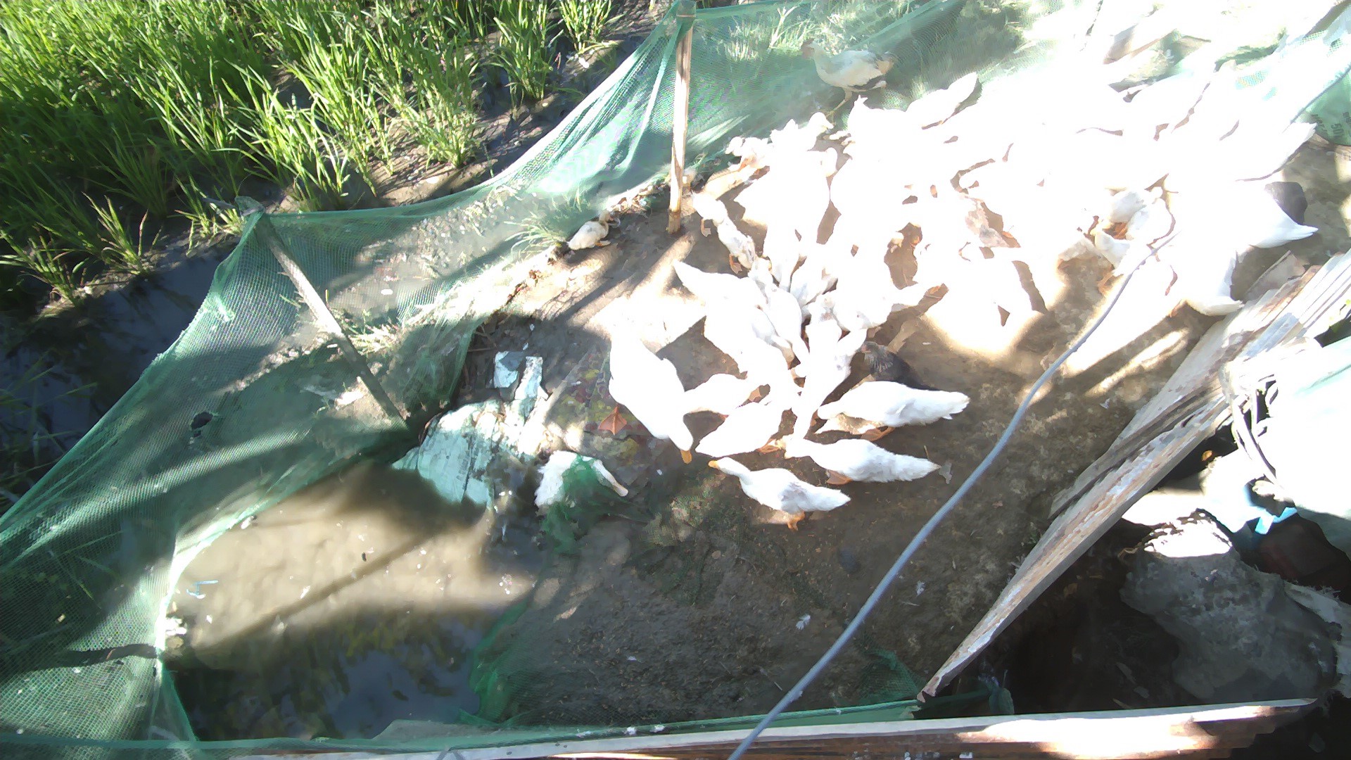 duck annotation Object Detection Dataset by chaeriferrr