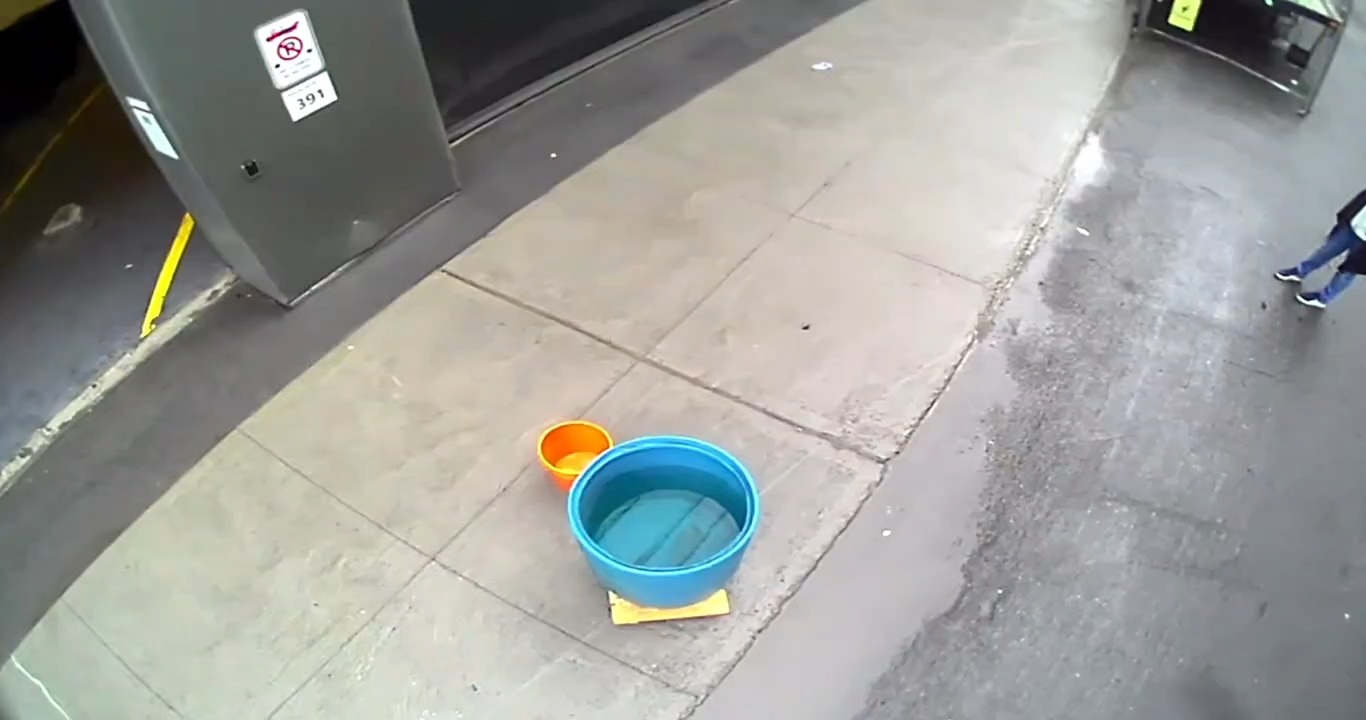 bucket_name Object Detection Dataset and Pre-Trained Model by dronolab