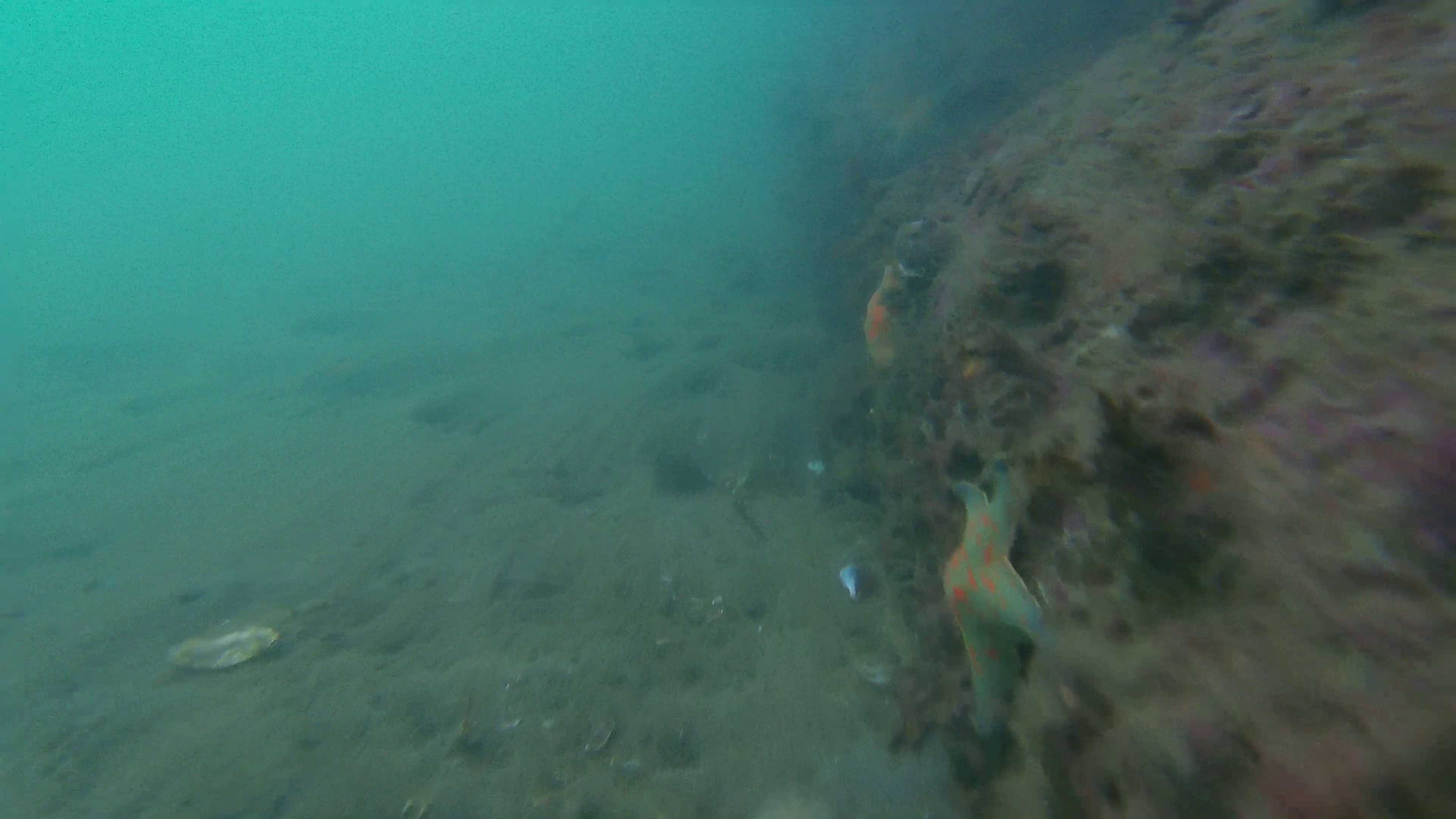 starfish5 Object Detection Dataset by starfish