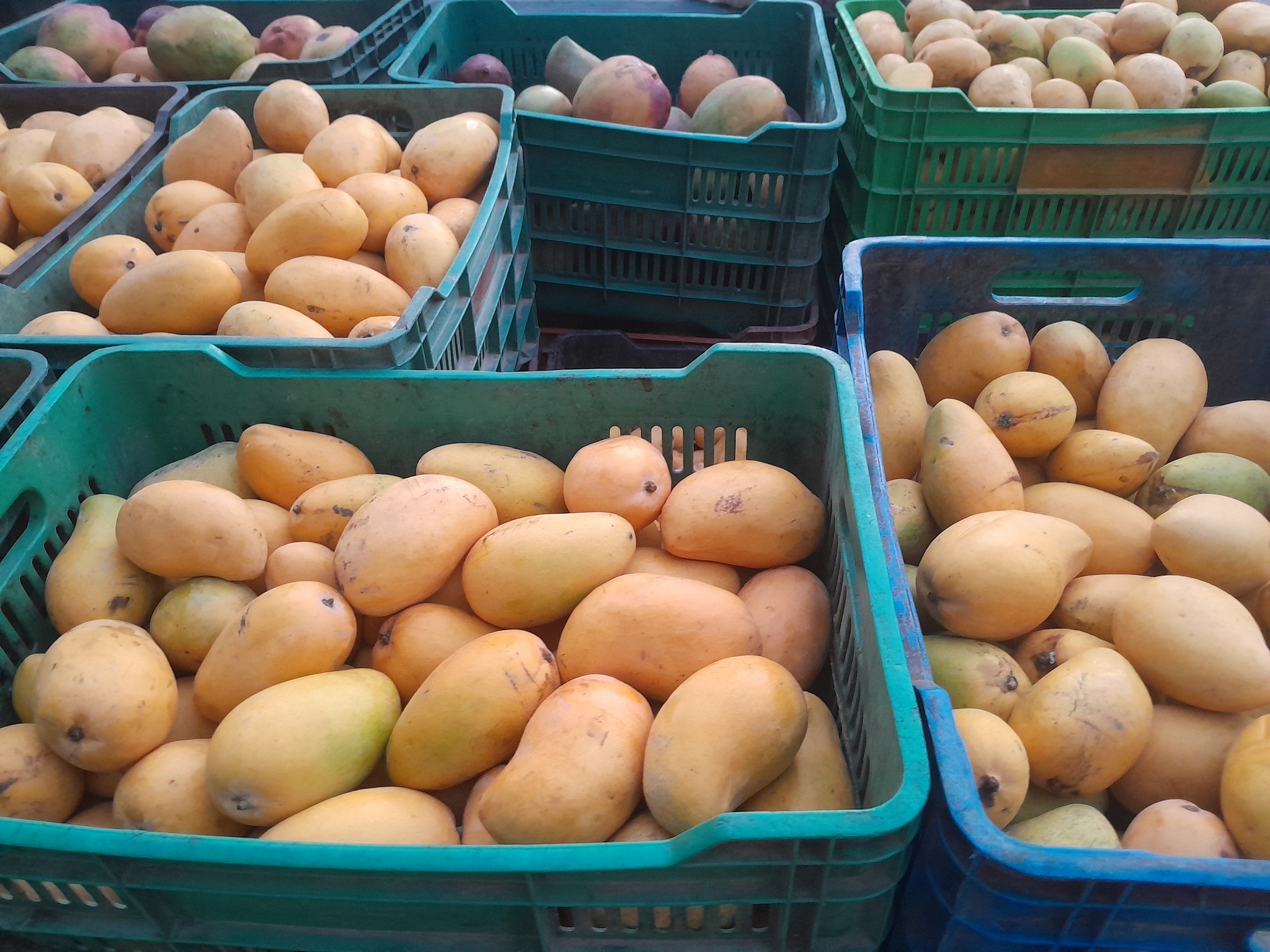 estados de maduracion de mango Instance Segmentation Dataset by ...