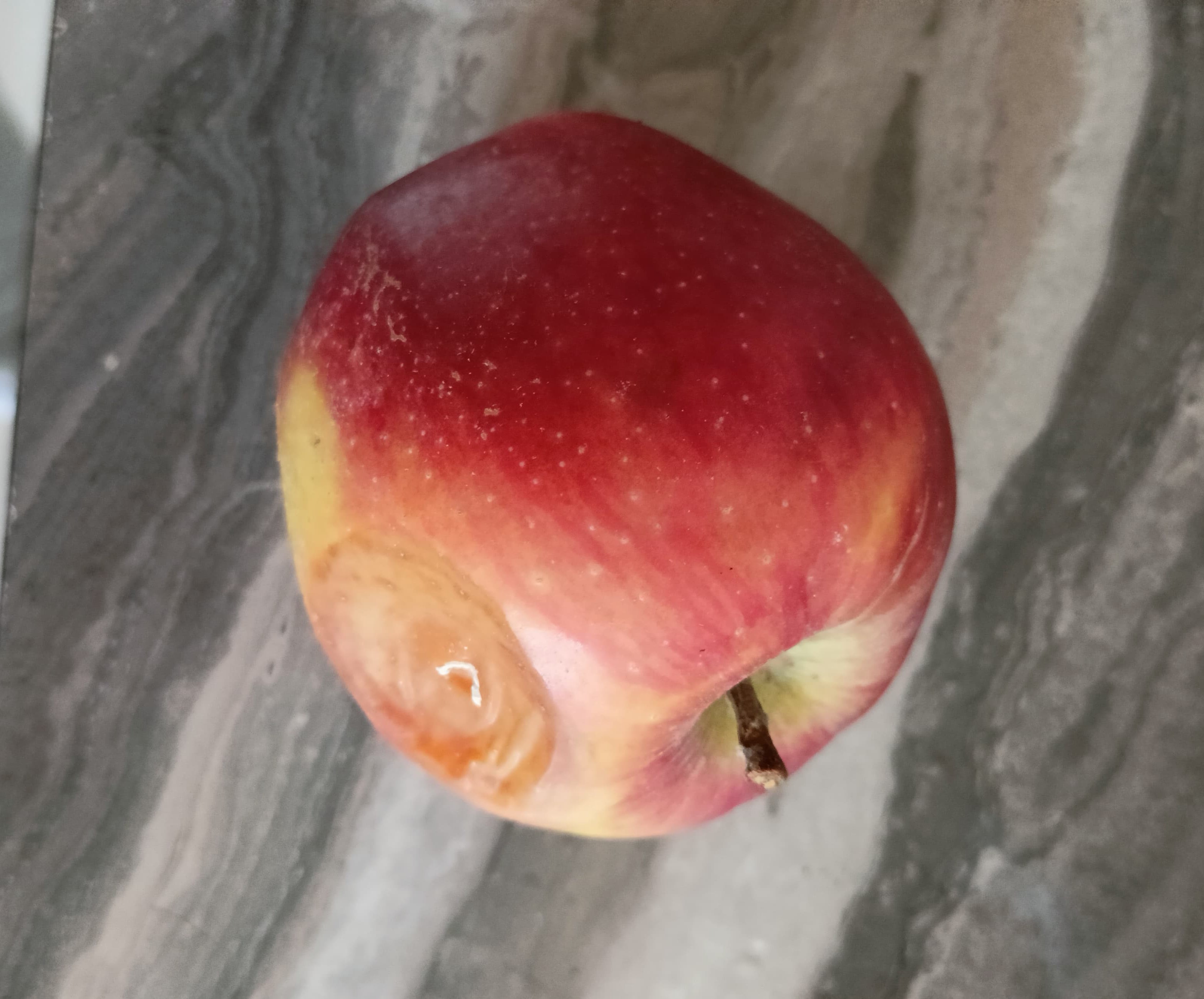 Rotten Object Detection Dataset by Only Rotten