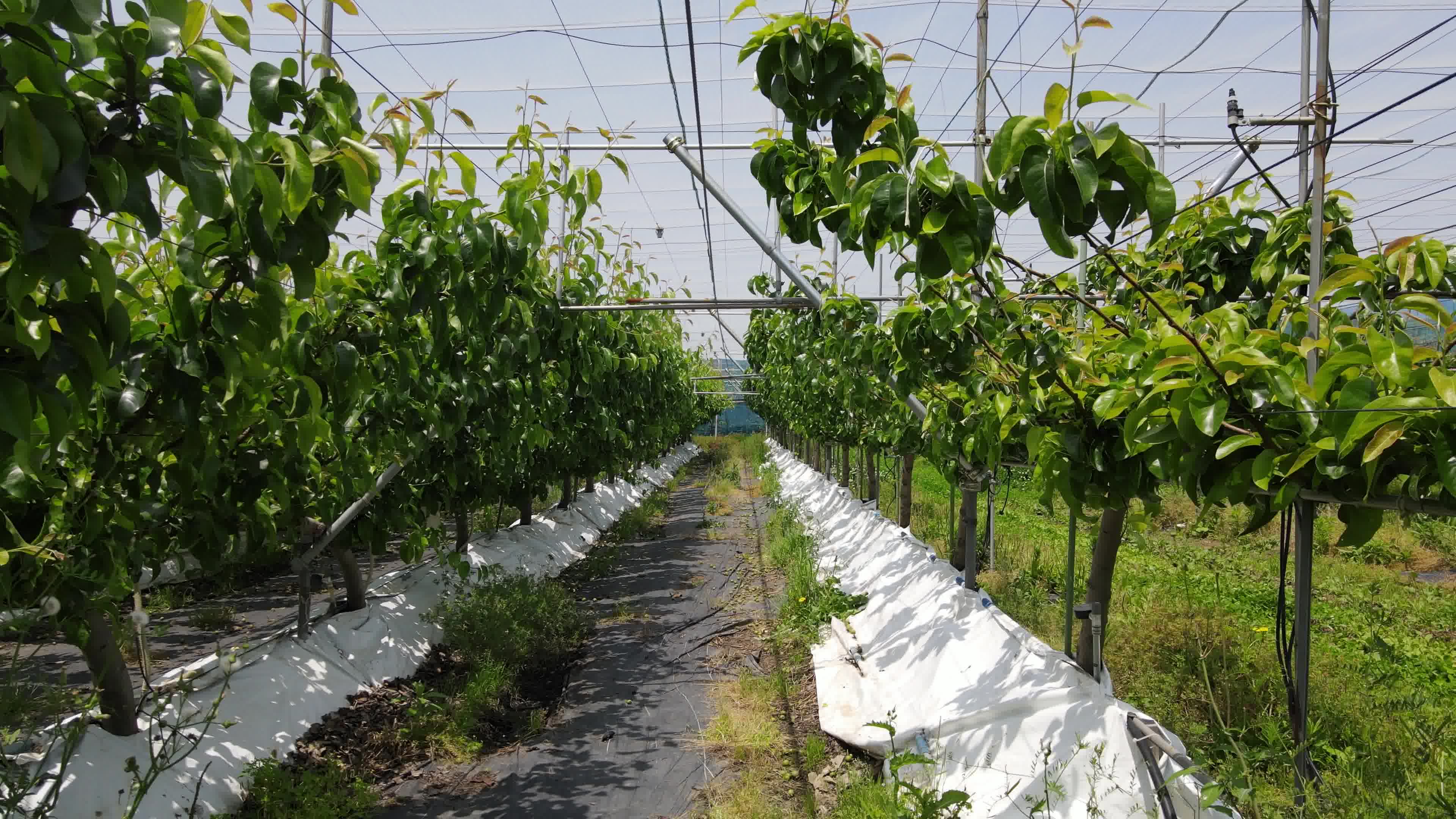 nashi Object Detection Dataset by class