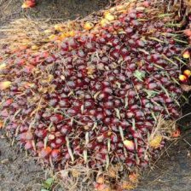 Ripeness FFB Palm oil Classification Model by chiang mai university