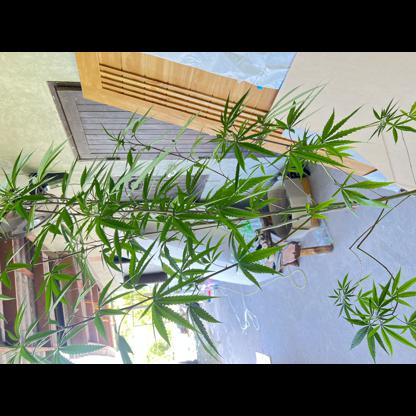 weed Semantic Segmentation Dataset by alexjung
