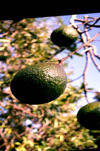 Avocado Test Object Detection Dataset By Xtrana