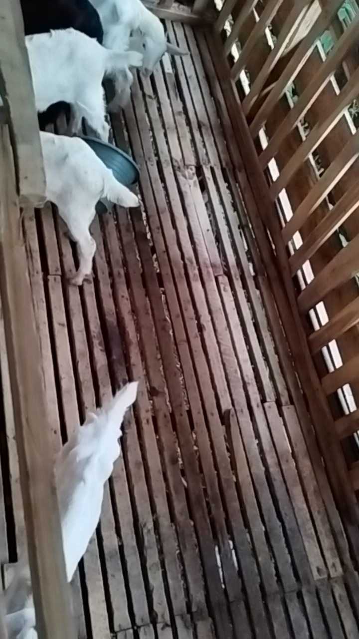 How to Use the goat detection Object Detection API