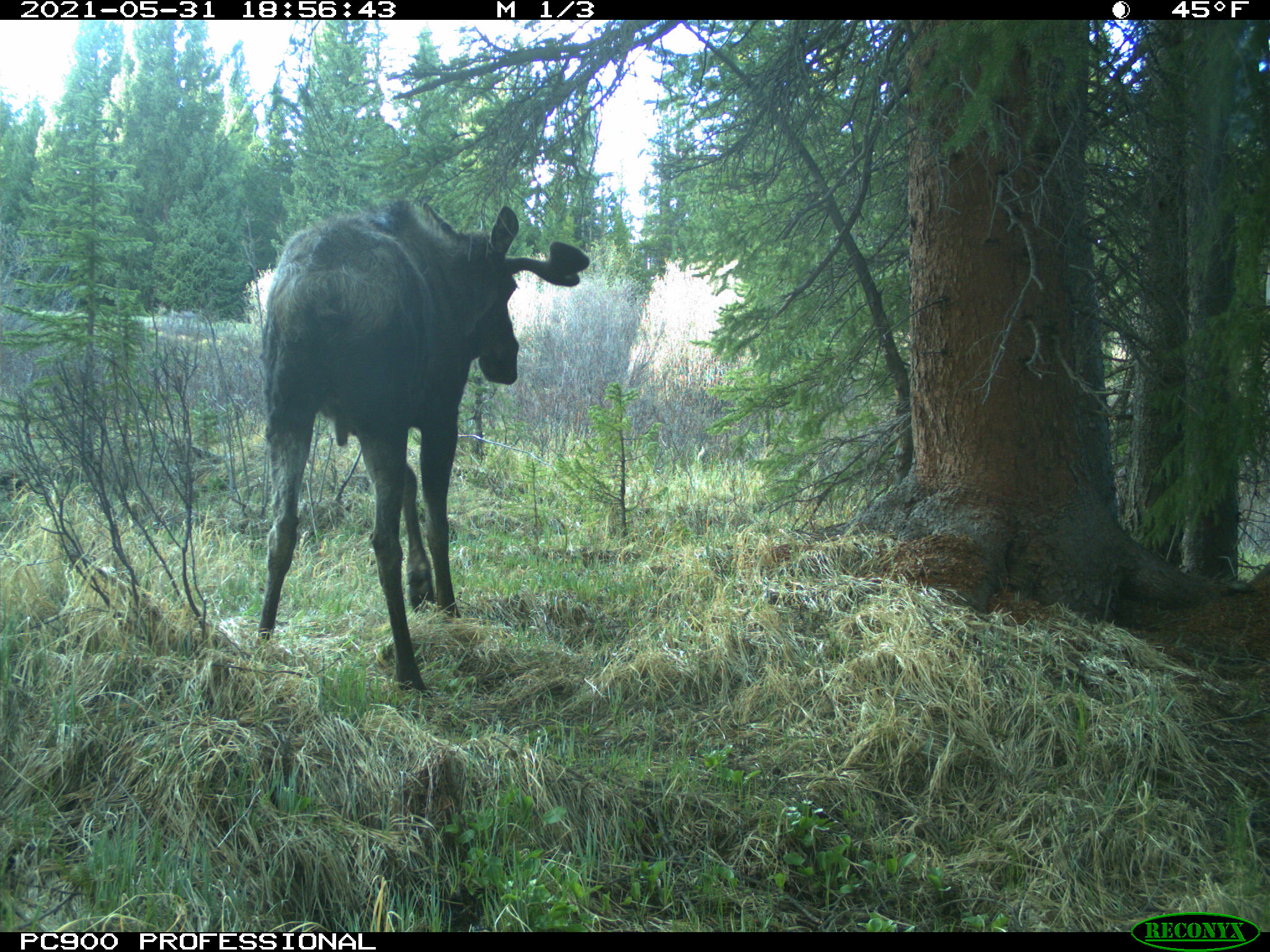 OST Wildlife Cameras Object Detection Dataset by TOB