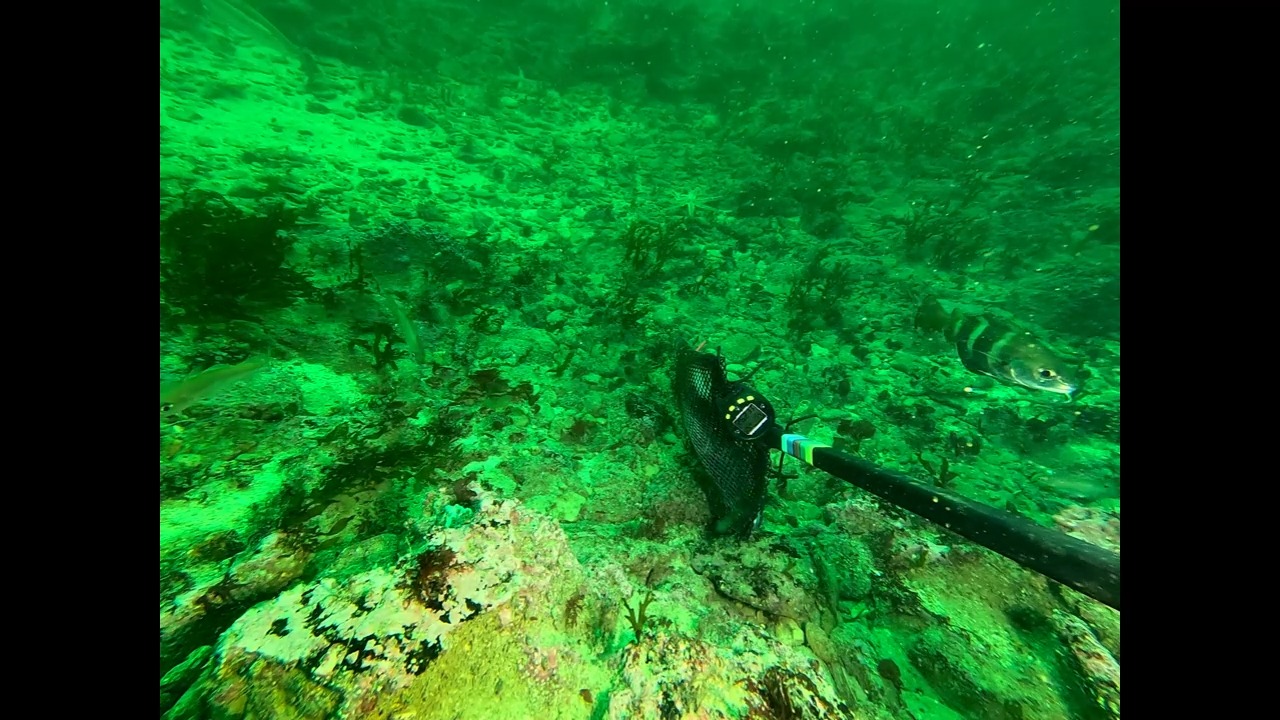 Water_1 Instance Segmentation Model by university