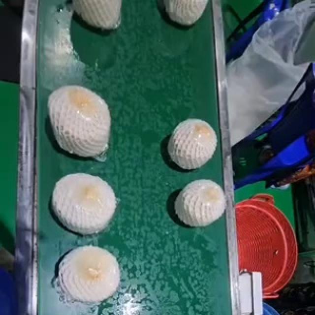 Coconutwhitegreen Dataset Object Detection Dataset By Coconut Count Dataset