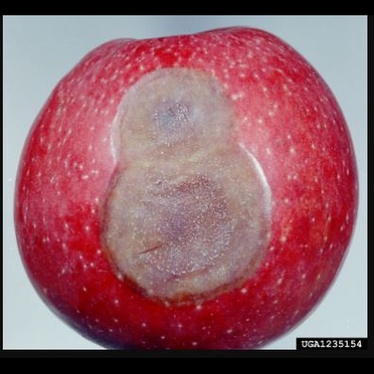 apple_fruit_disease Object Detection Dataset by POB