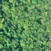 Tree_health Instance Segmentation Model by Durga Joshi