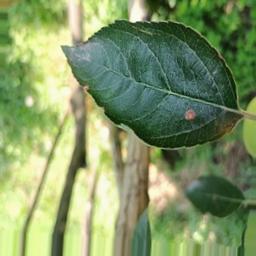 apple_disease_classification Classification Dataset by sam anderson y