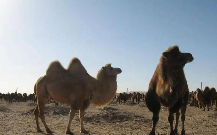 Autonomous Driving Object Detection Dataset And Pre Trained Model By Jameswei