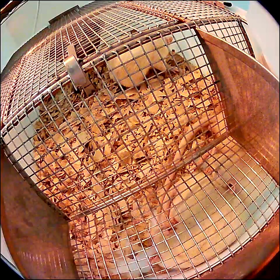 Lab Rat Movement Tracking Object Detection Model (v1, 2024-12-21 2:06am ...