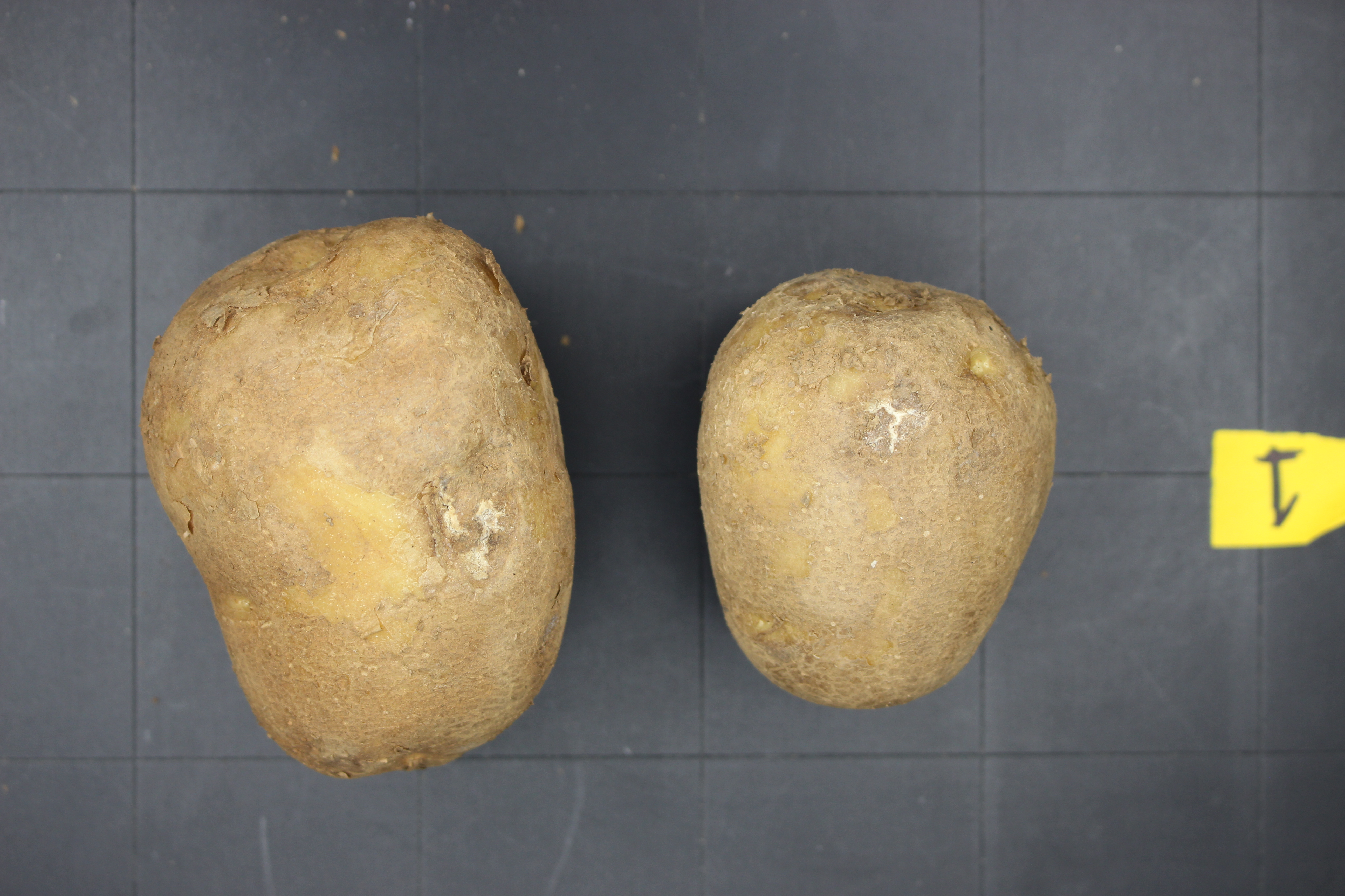 Potato Object Detection Model by University