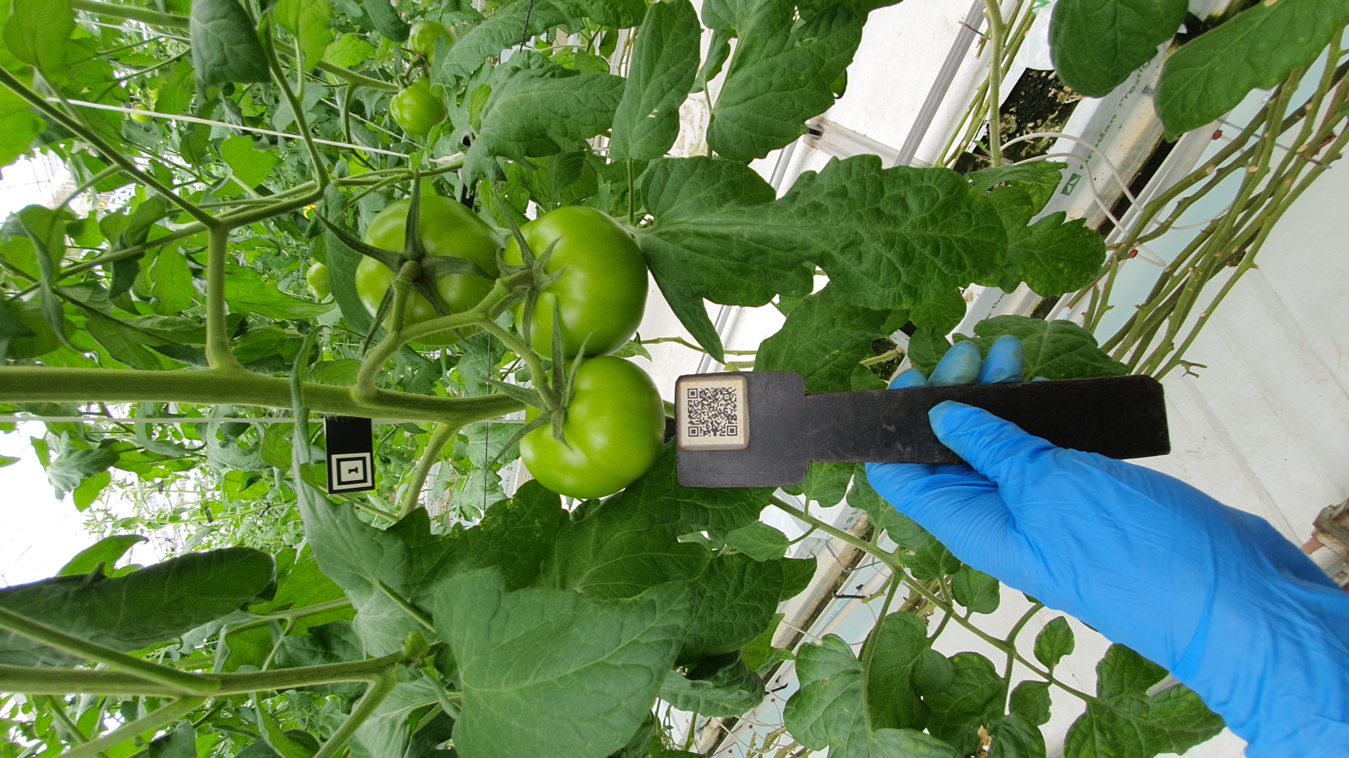 tomato Semantic Segmentation Dataset by tomato2