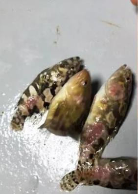 shibankuilan2 Instance Segmentation Dataset by mark