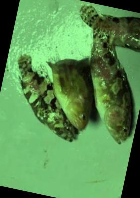 shibanyukuilanlv2 Instance Segmentation Dataset by mark