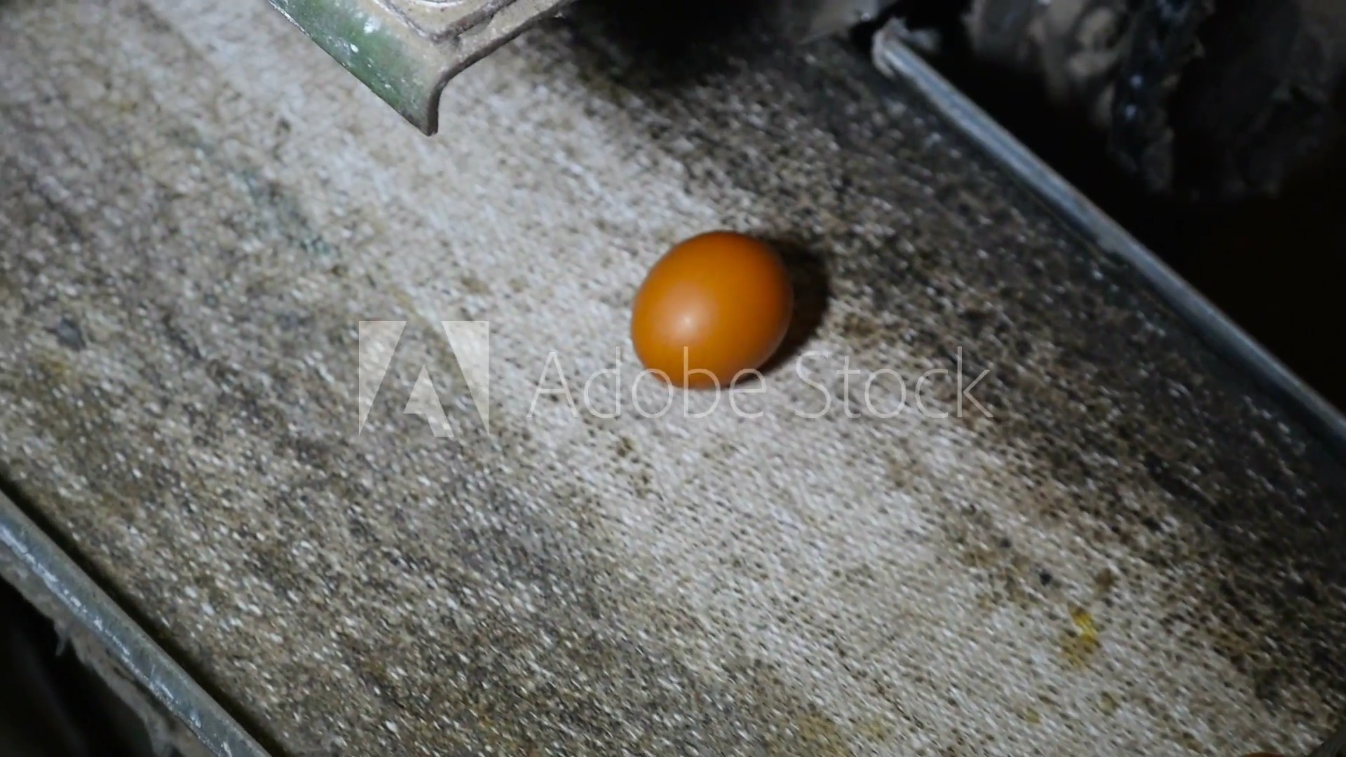 dirty eggs Object Detection Model by Solinal IA