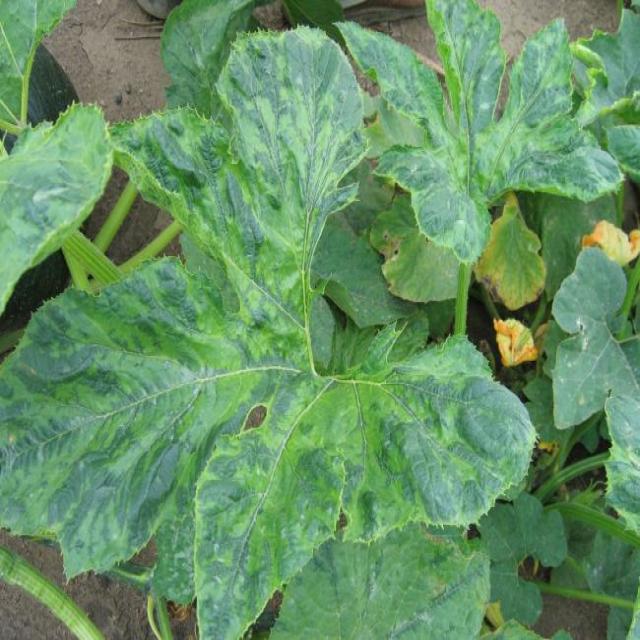 Potato Disease Object Detection Model by Absolute Foods